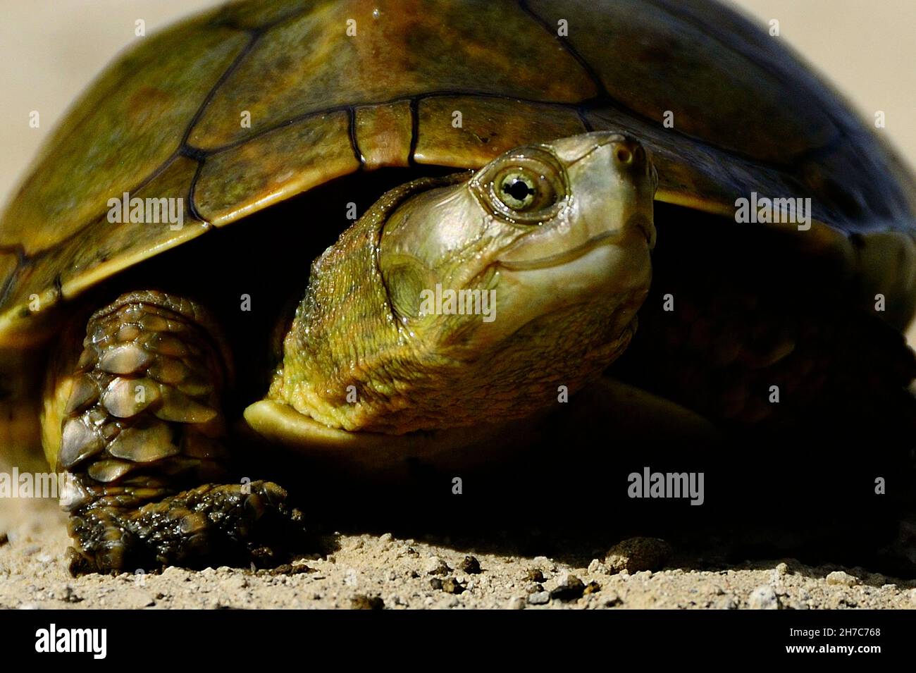 Reptiles in their natural environment Stock Photo - Alamy