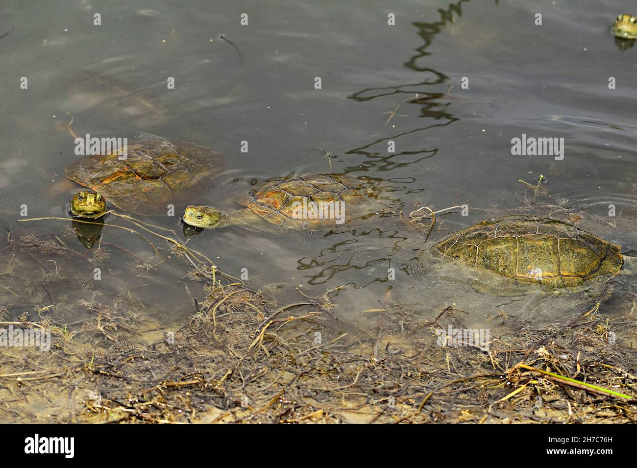 Reptiles in their natural environment Stock Photo - Alamy