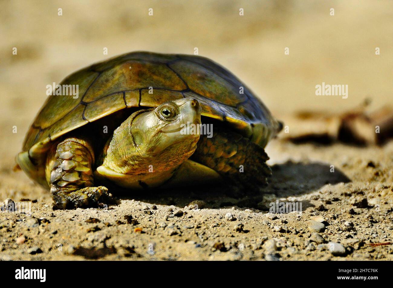 Reptiles in their natural environment Stock Photo - Alamy