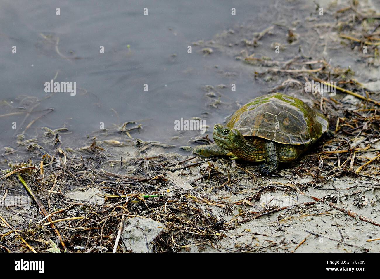 Reptiles in their natural environment Stock Photo - Alamy