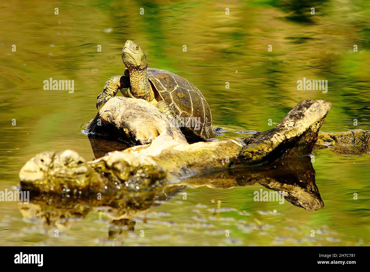 Reptiles in their natural environment Stock Photo - Alamy