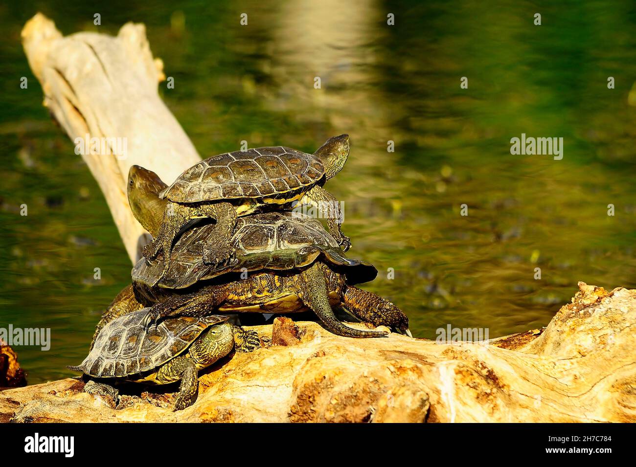 Reptiles in their natural environment Stock Photo - Alamy