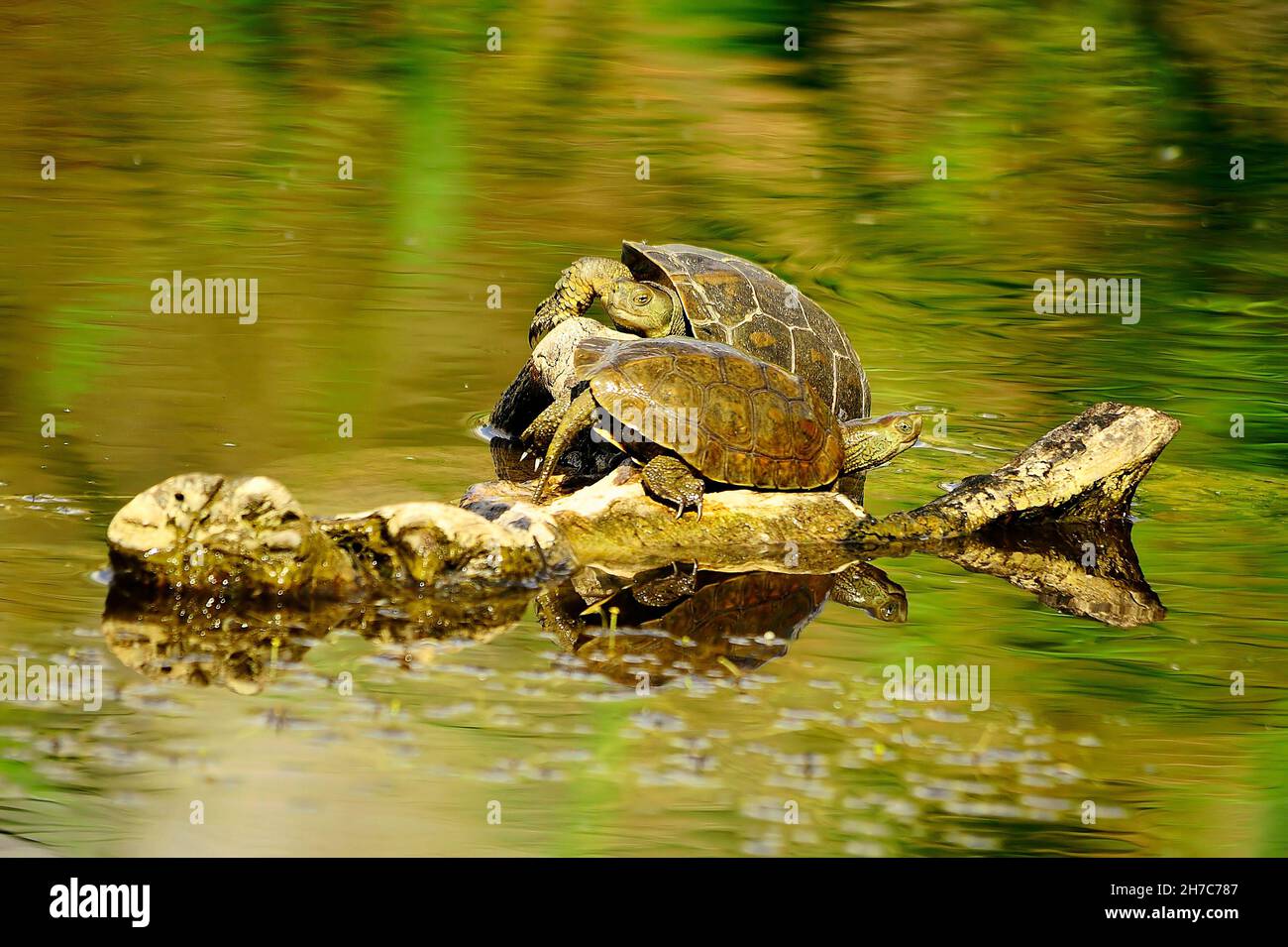 Reptiles in their natural environment Stock Photo - Alamy