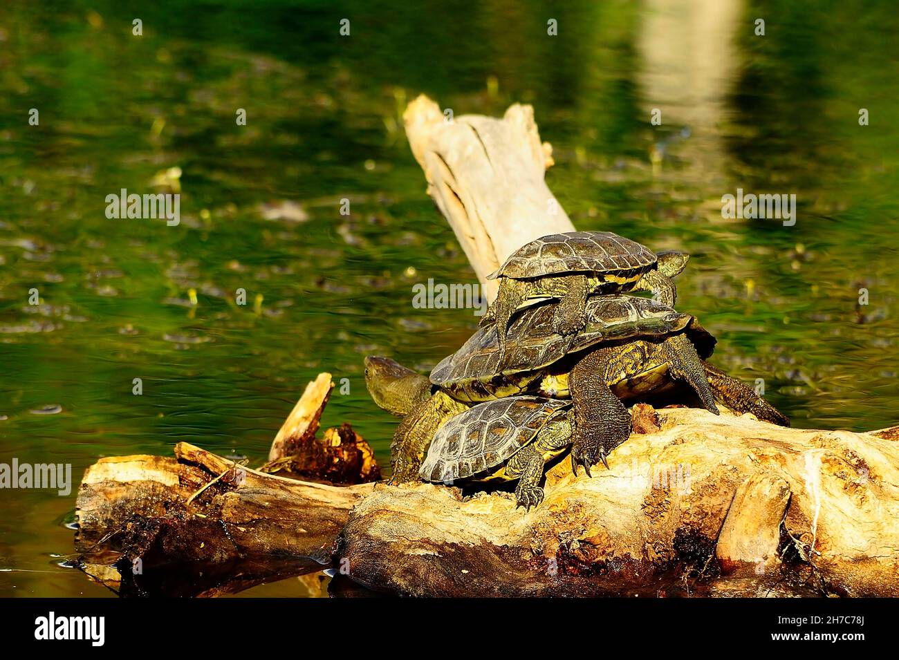 Spanish reptiles hi-res stock photography and images - Alamy