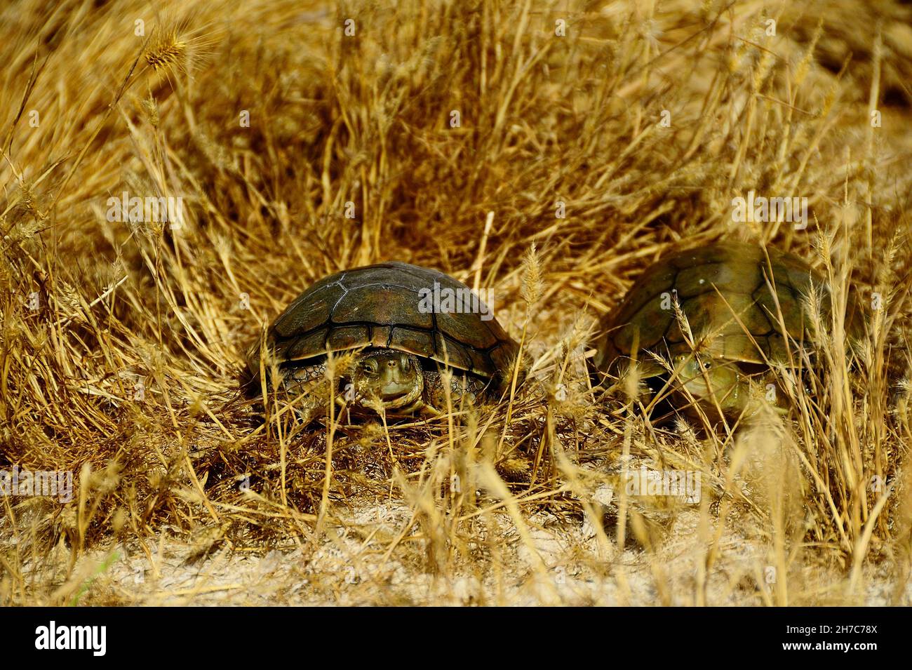 Reptiles in their natural environment Stock Photo - Alamy