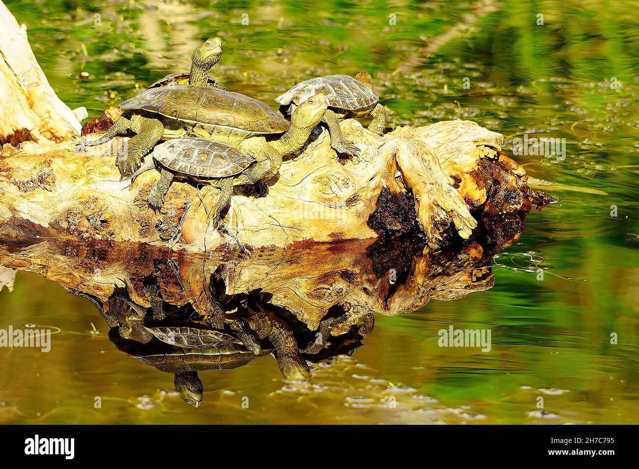 Reptiles in their natural environment Stock Photo - Alamy