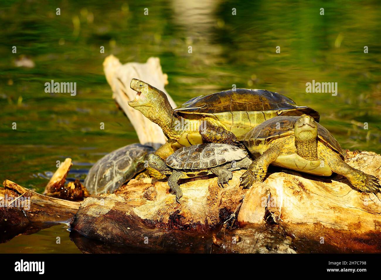Reptiles in their natural environment Stock Photo - Alamy