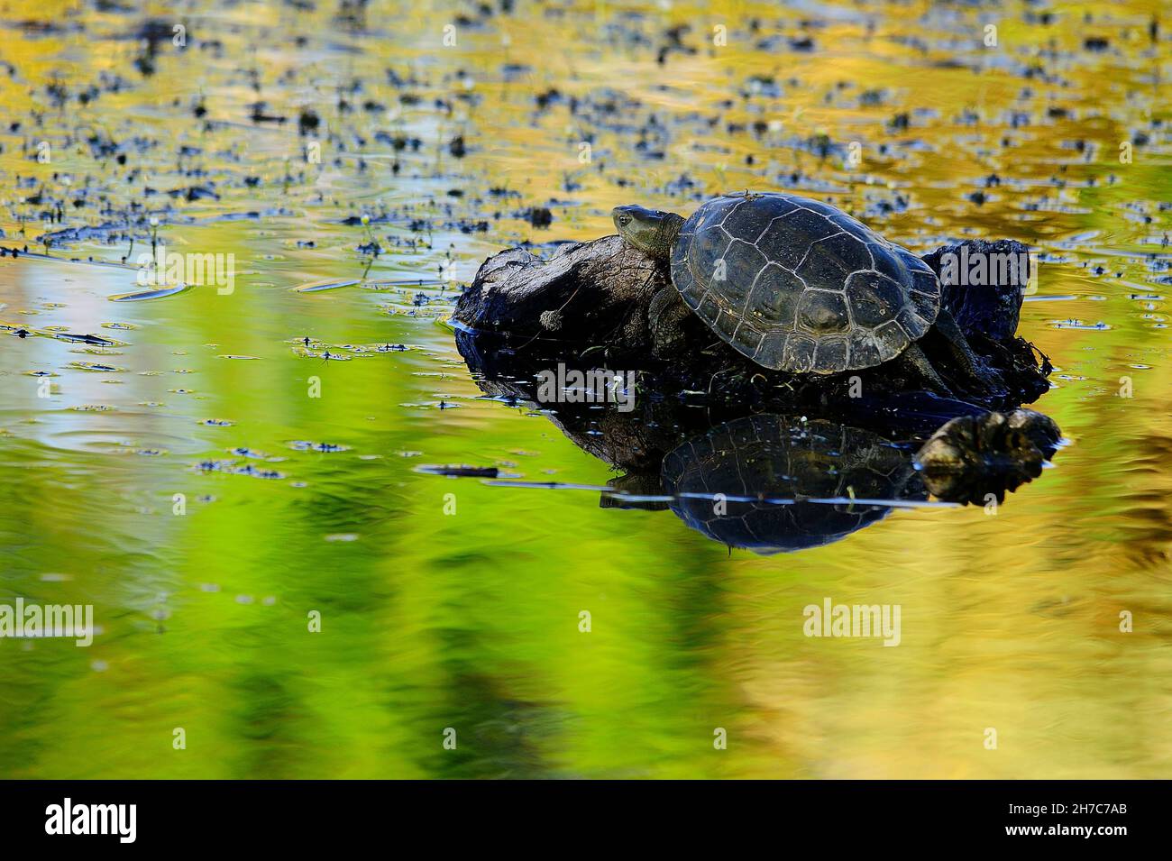 Reptiles in their natural environment Stock Photo - Alamy