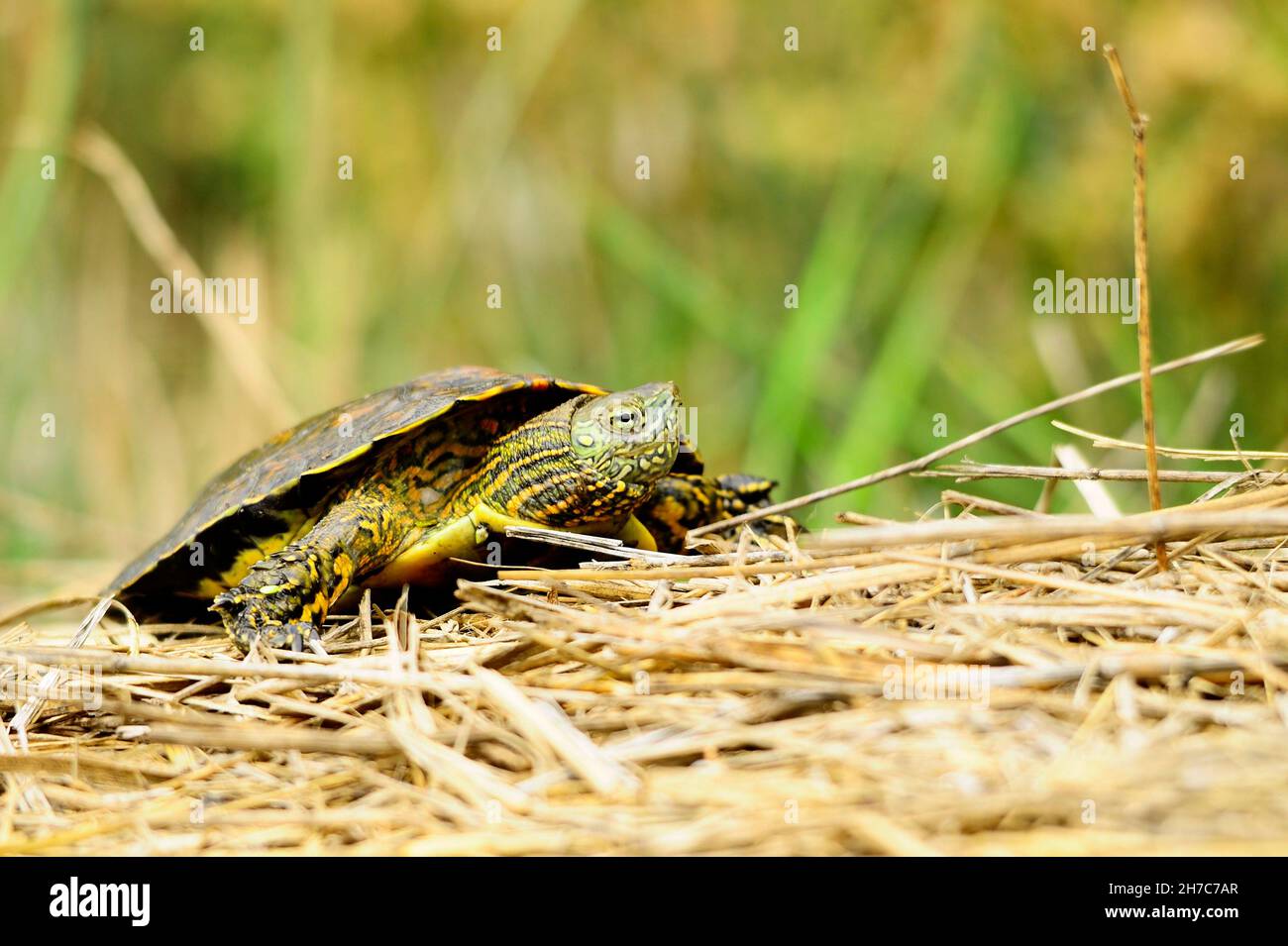 Reptiles in their natural environment Stock Photo - Alamy