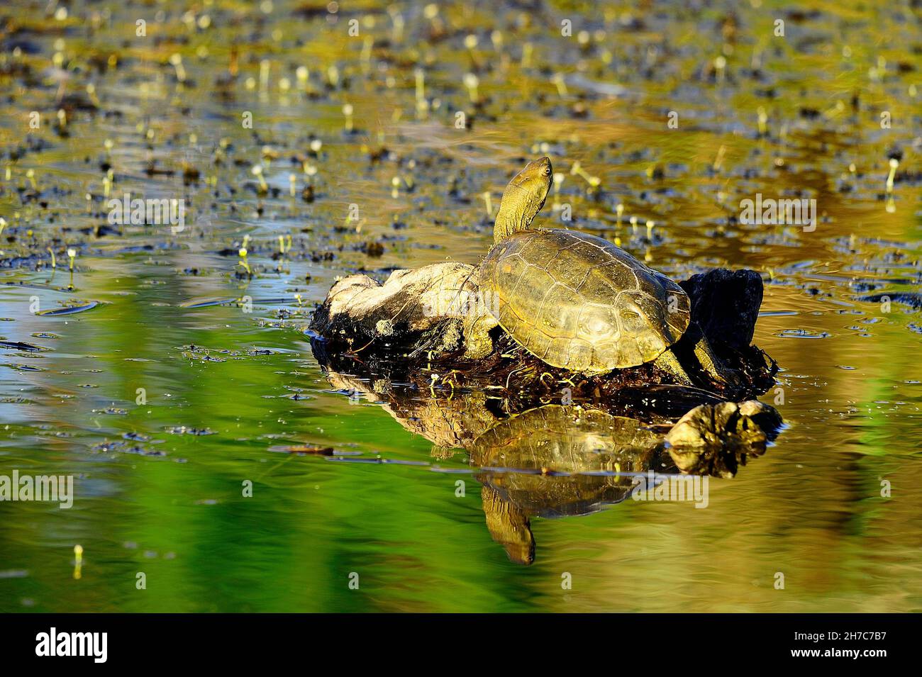 Reptiles in their natural environment Stock Photo - Alamy