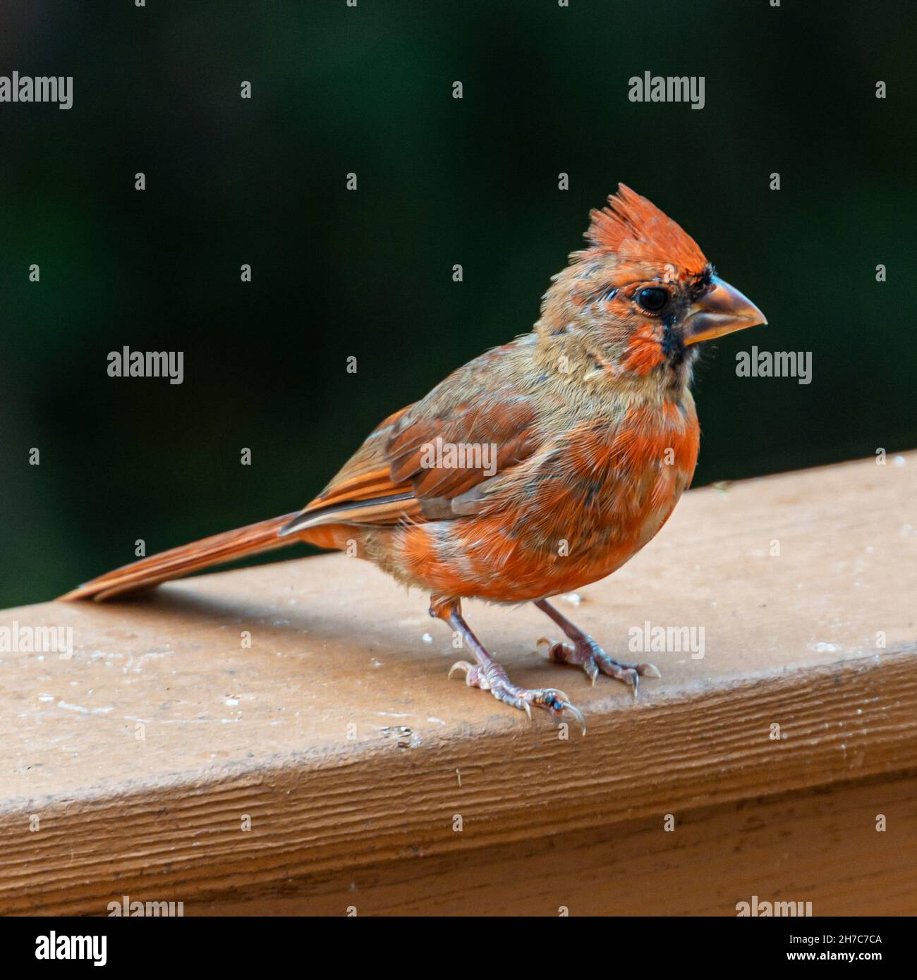 Cardinal nest hi-res stock photography and images - Alamy