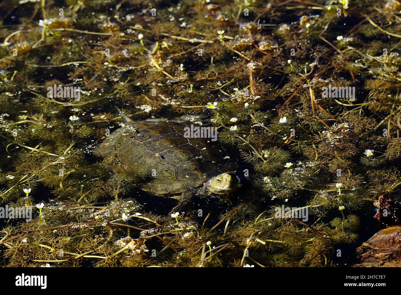 Reptiles in their natural environment Stock Photo - Alamy
