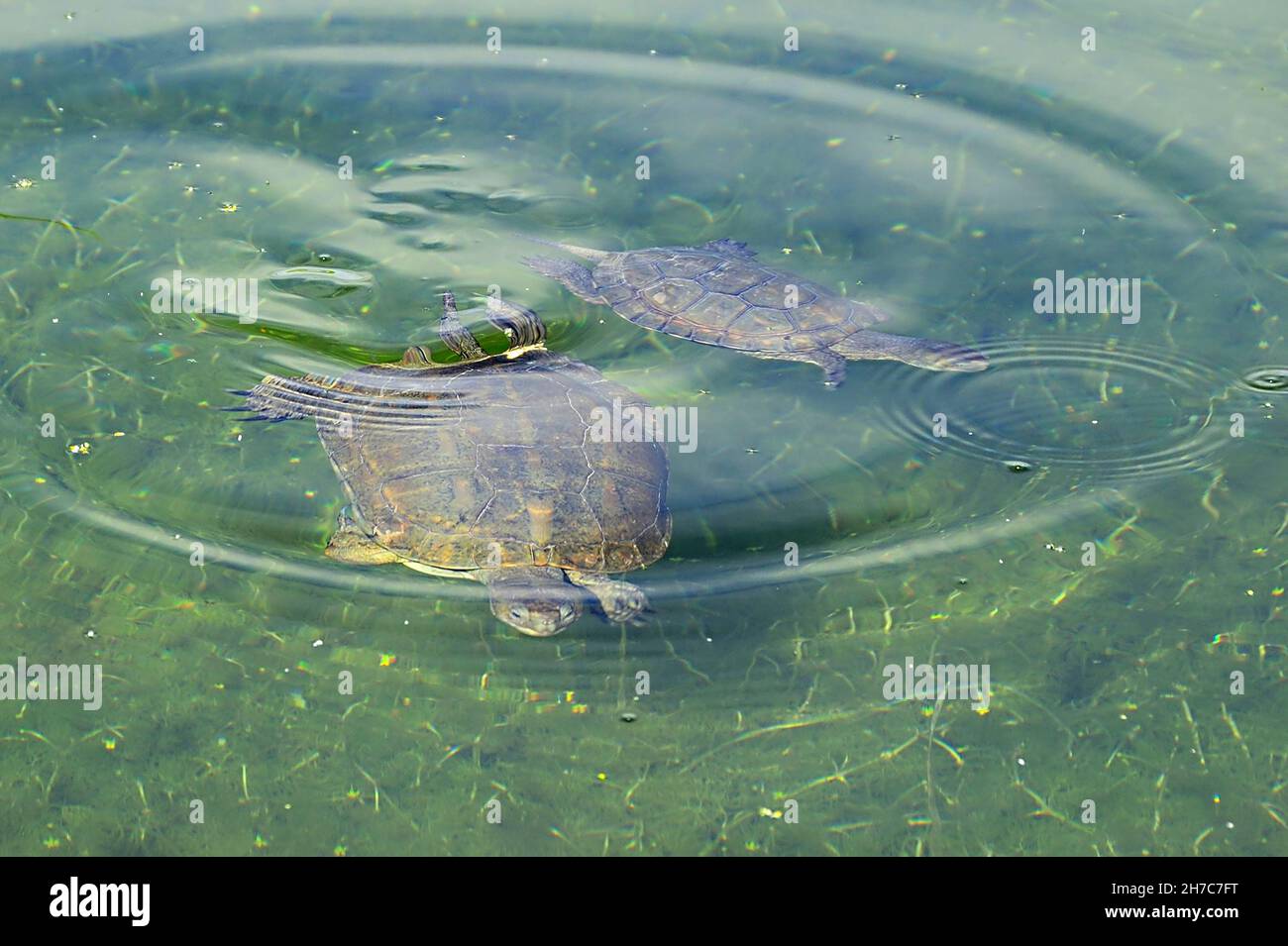 Reptiles in their natural environment Stock Photo - Alamy