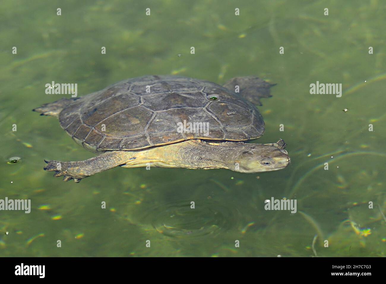 Reptiles in their natural environment Stock Photo - Alamy