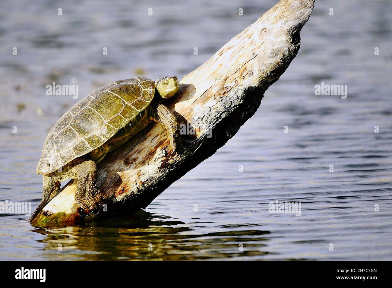 Reptiles in their natural environment Stock Photo - Alamy