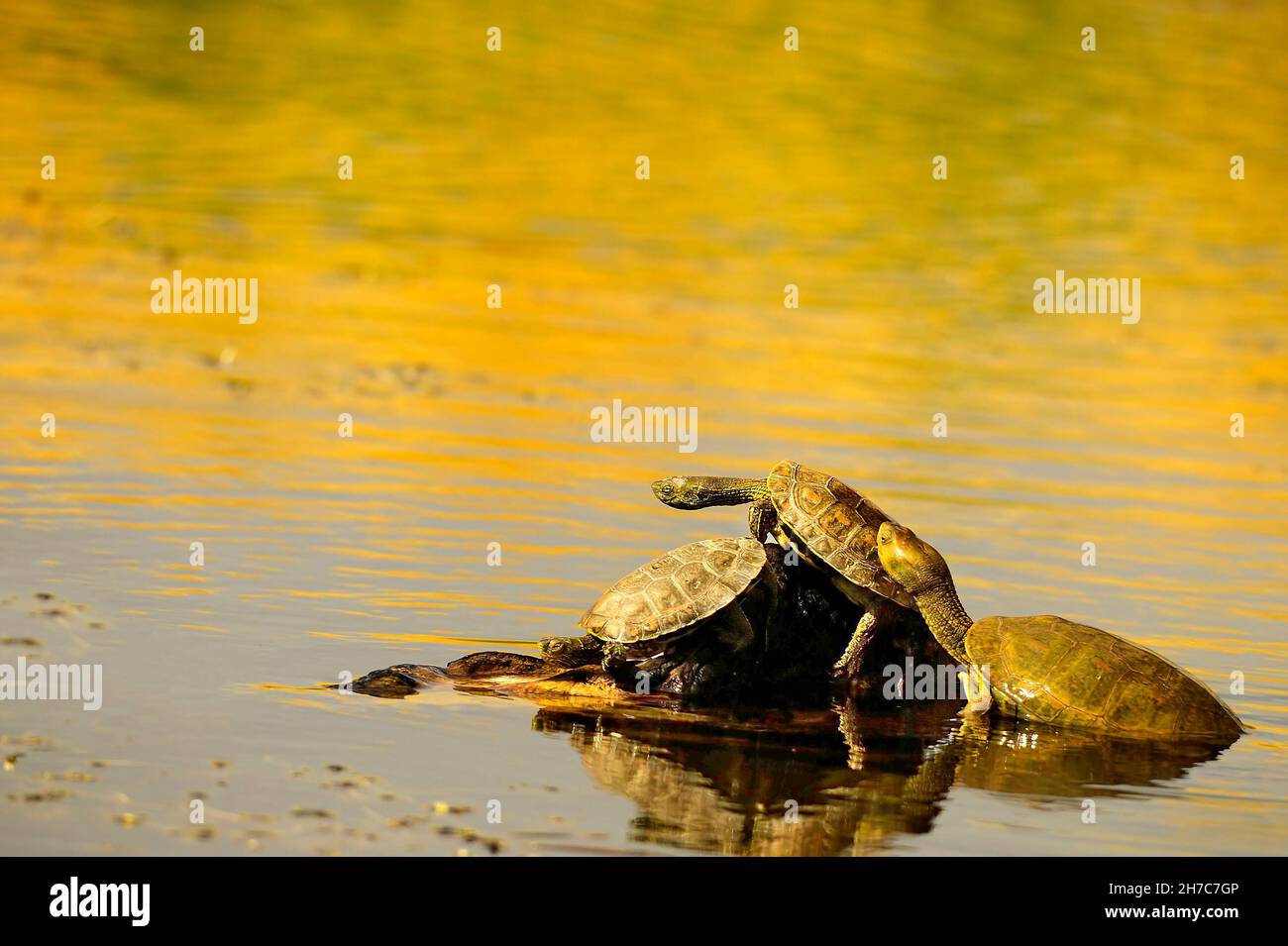 Reptiles in their natural environment Stock Photo - Alamy