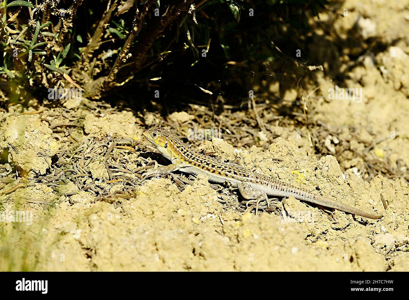 Reptiles in their natural environment Stock Photo - Alamy