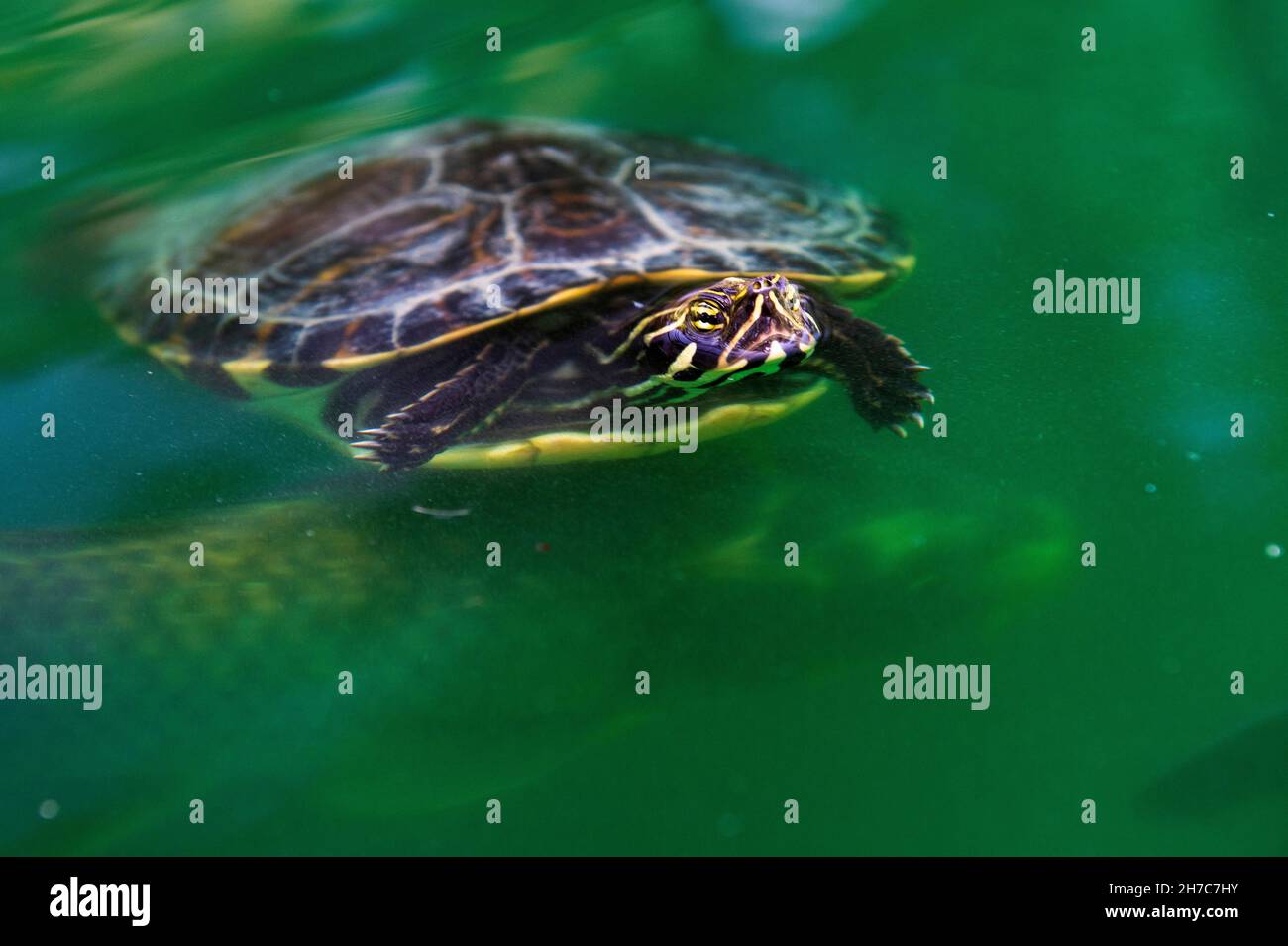 Amphibious reptiles hi-res stock photography and images - Alamy