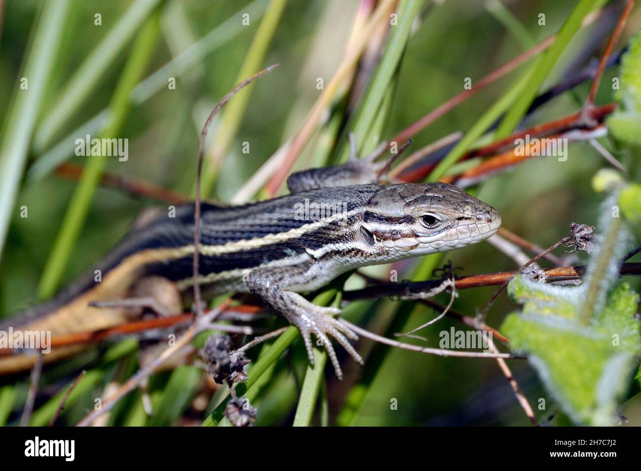 Reptiles in their natural environment Stock Photo - Alamy