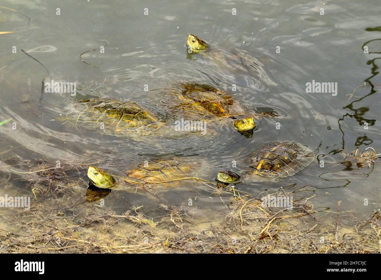 Reptiles in their natural environment Stock Photo - Alamy