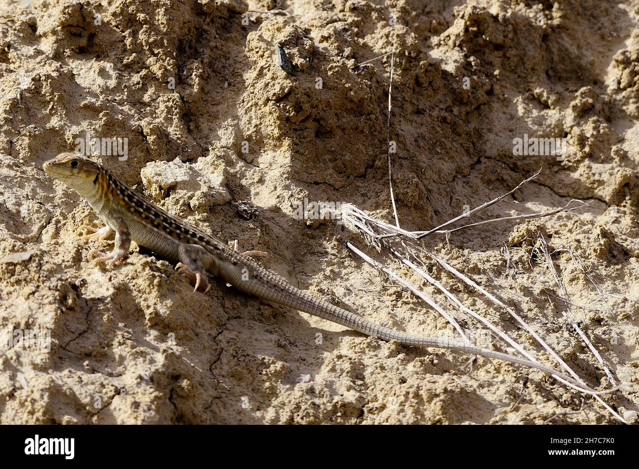 Reptiles in their natural environment Stock Photo - Alamy