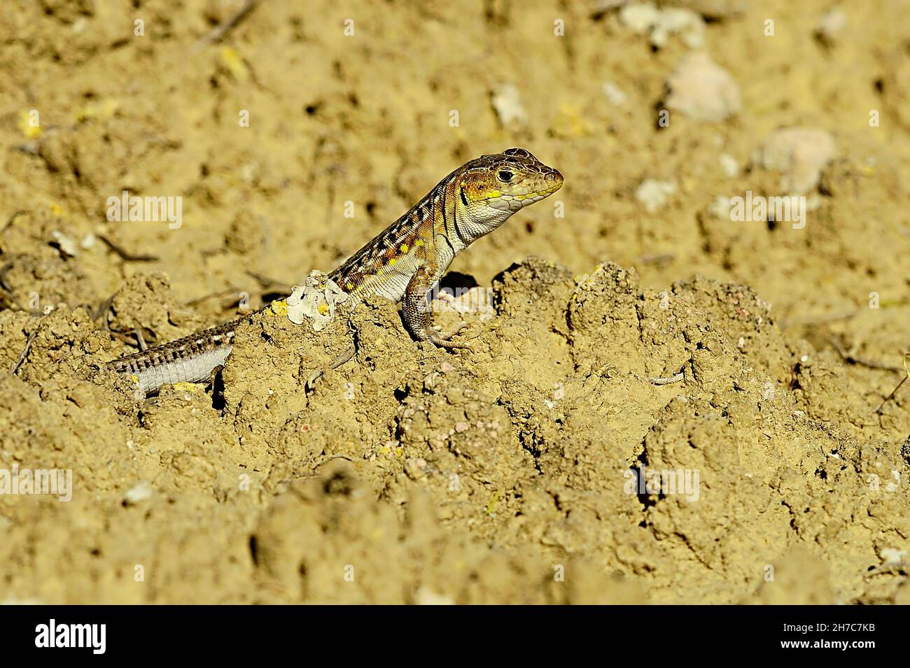 Reptiles in their natural environment Stock Photo - Alamy