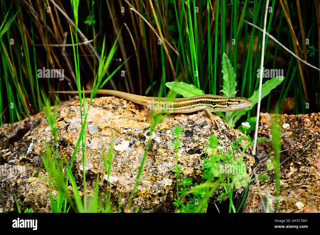 Reptiles in their natural environment Stock Photo - Alamy