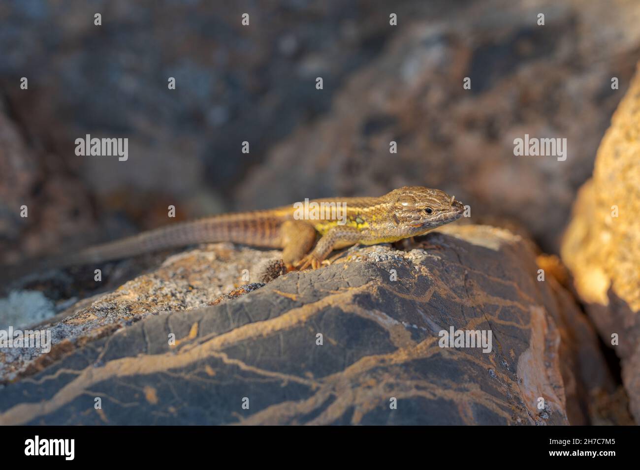 Reptiles in their natural environment Stock Photo - Alamy