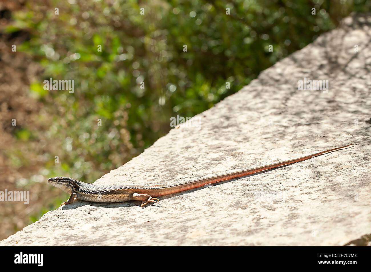 Reptiles in their natural environment Stock Photo - Alamy