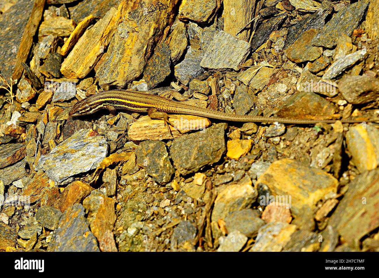 Reptiles in their natural environment Stock Photo - Alamy