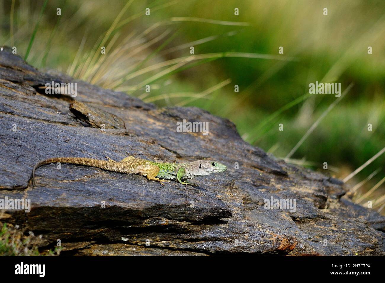 Reptiles in their natural environment Stock Photo - Alamy