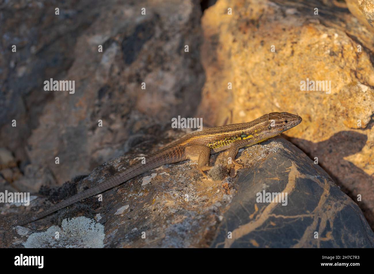 Reptiles in their natural environment Stock Photo - Alamy