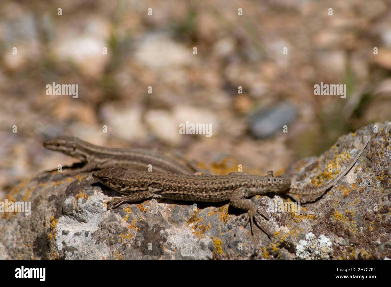 Reptiles in their natural environment Stock Photo - Alamy