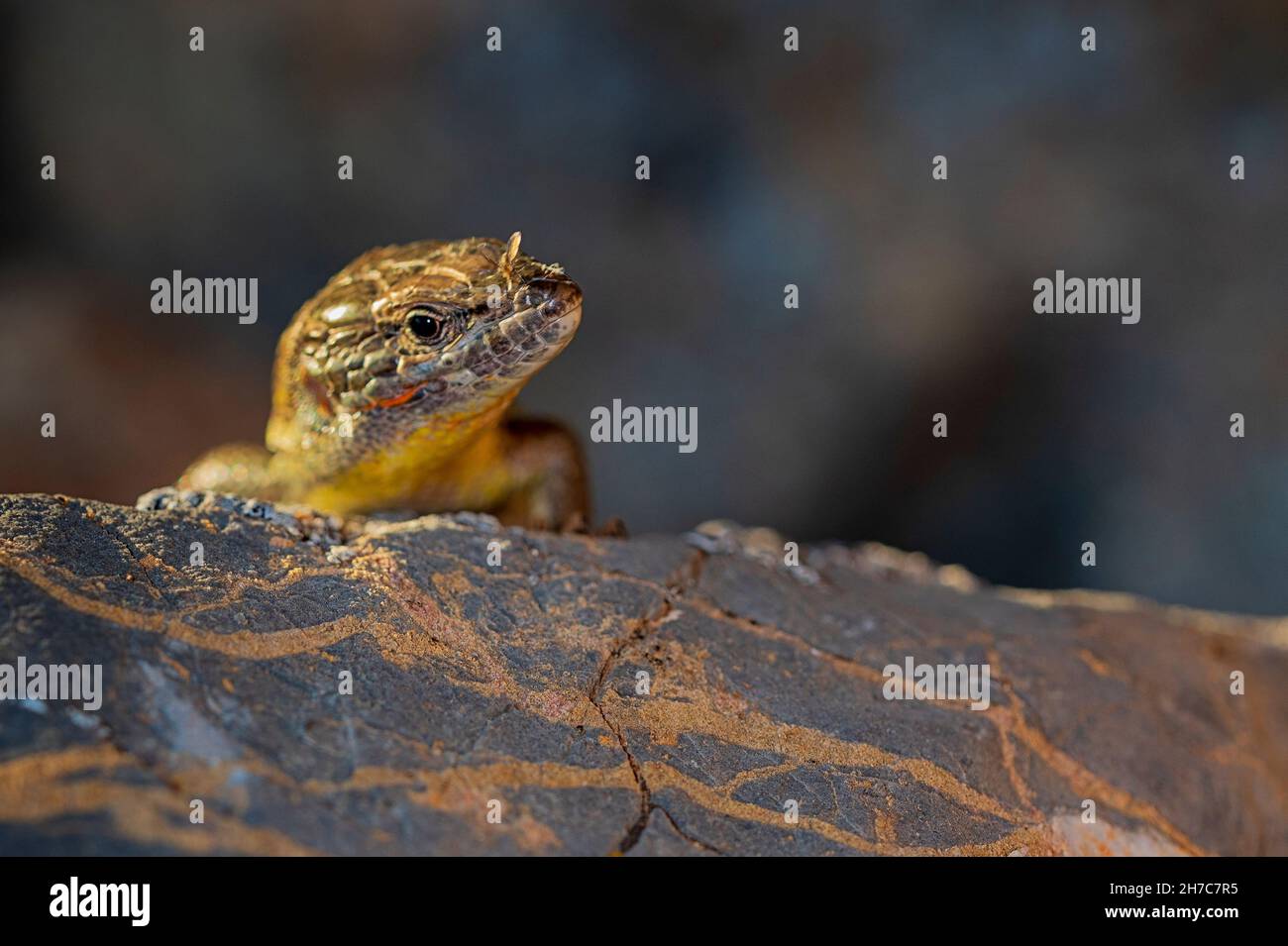 Reptiles in their natural environment Stock Photo - Alamy