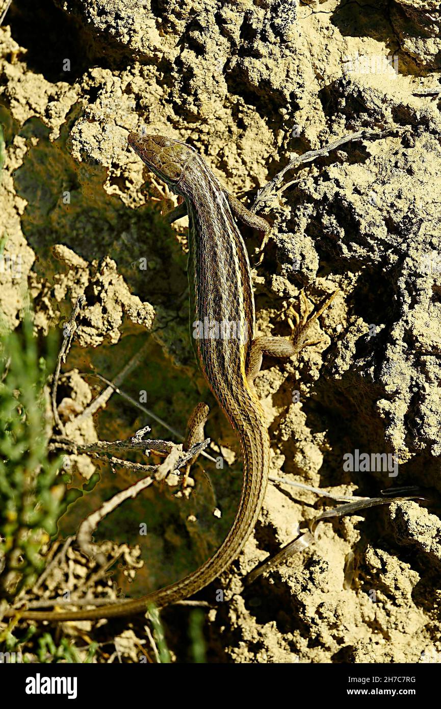 Reptiles in their natural environment Stock Photo - Alamy