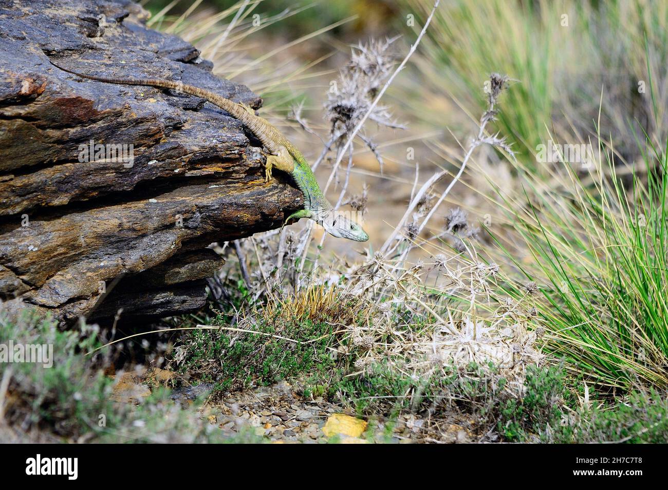 Reptiles in their natural environment Stock Photo - Alamy