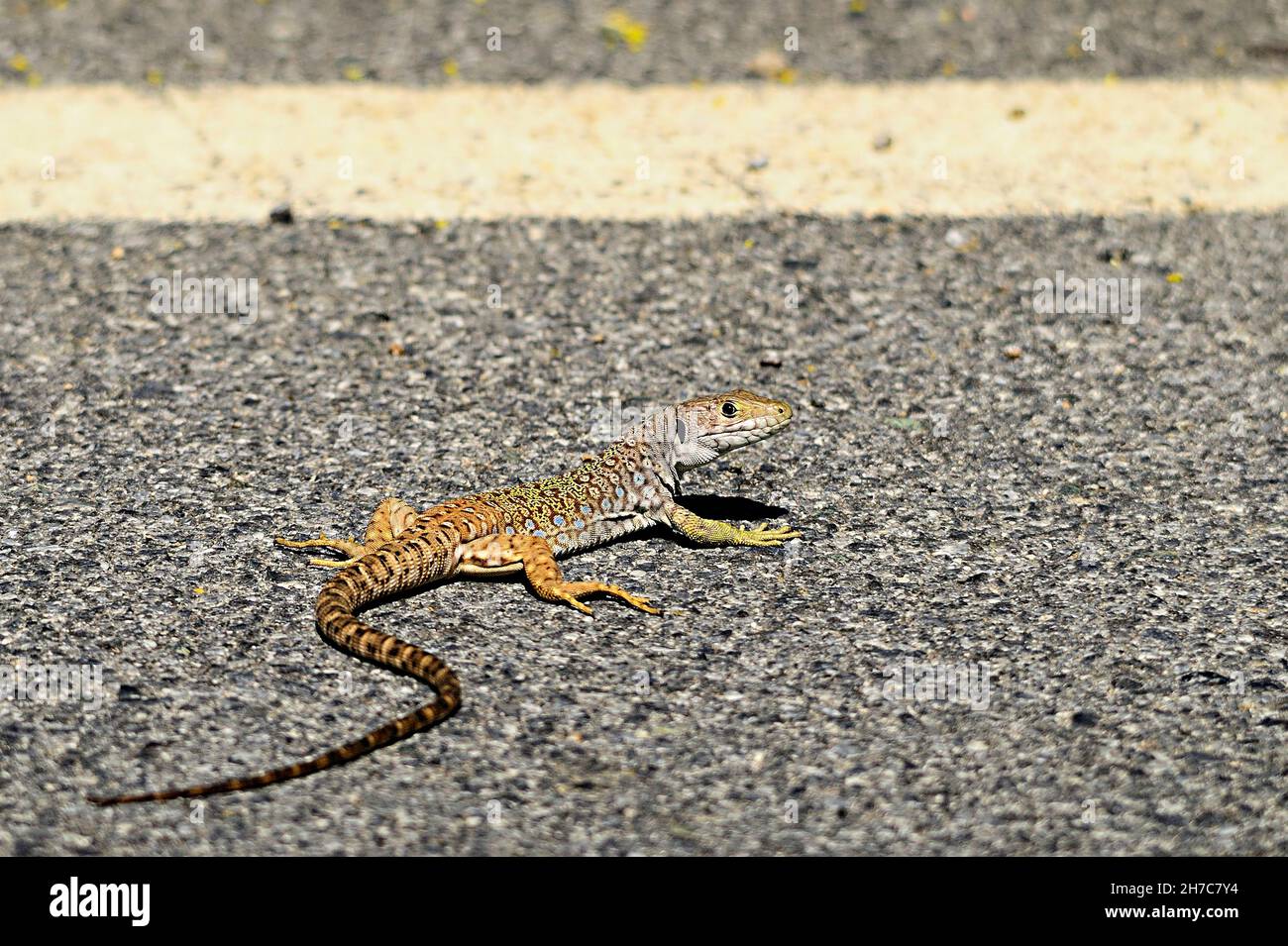 Reptiles in their natural environment Stock Photo - Alamy