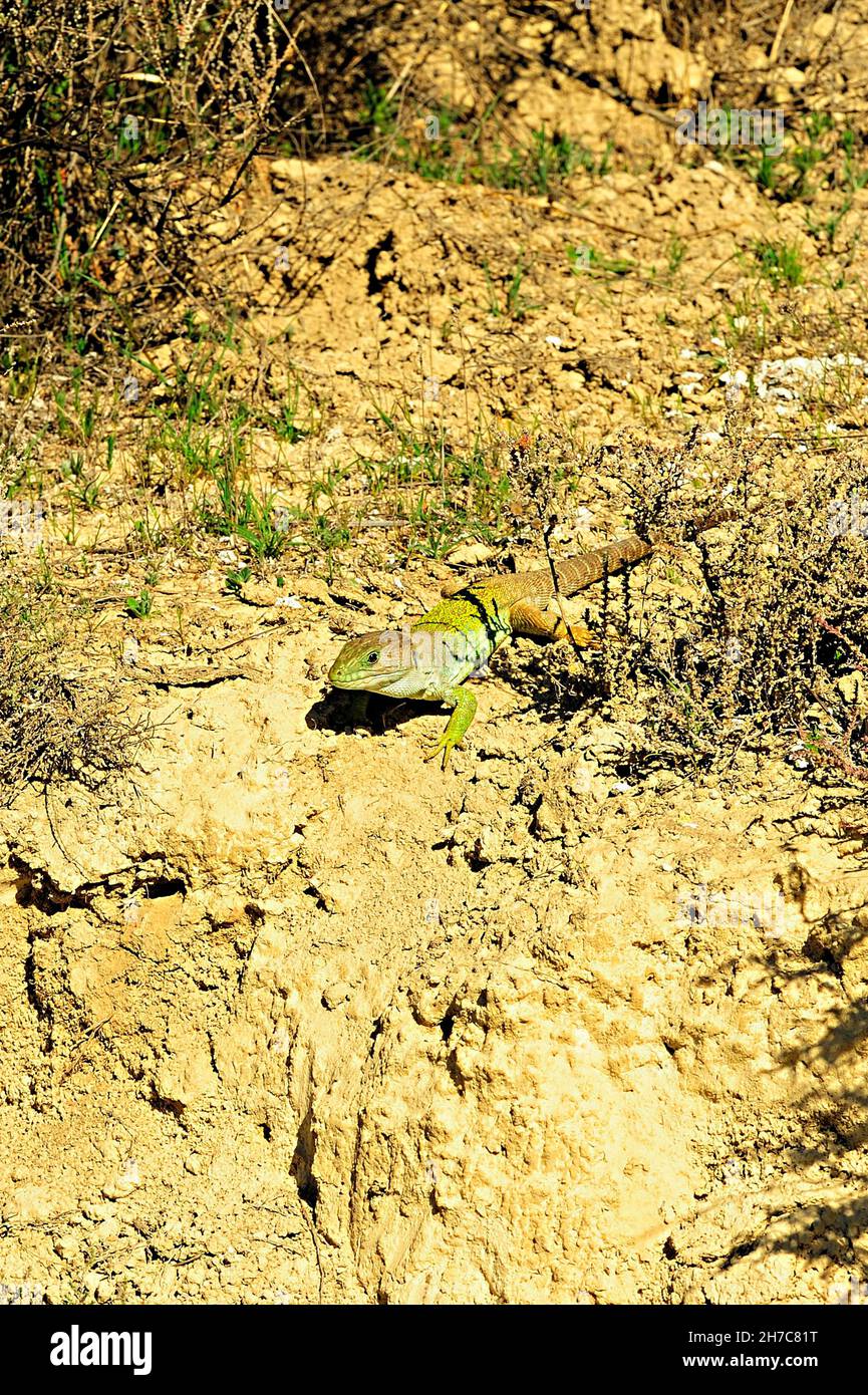 Reptiles in their natural environment Stock Photo - Alamy