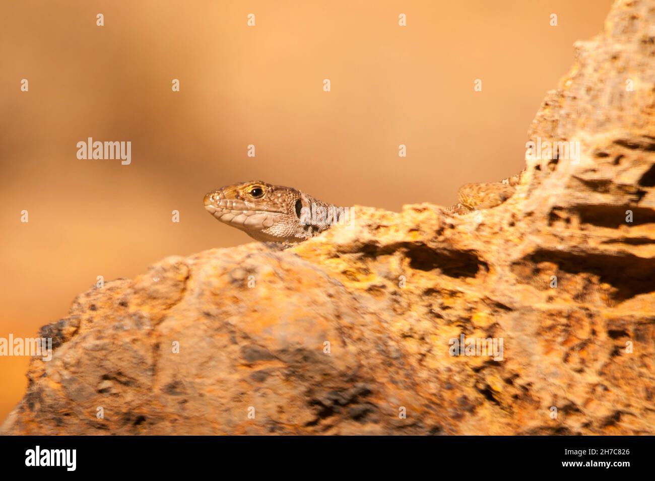 Reptiles in their natural environment Stock Photo - Alamy