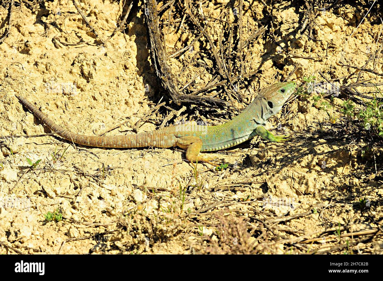 Reptiles in their natural environment Stock Photo - Alamy