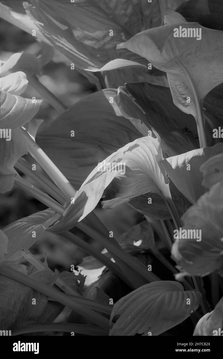 Grayscale of ornamental plants in the garden Stock Photo - Alamy