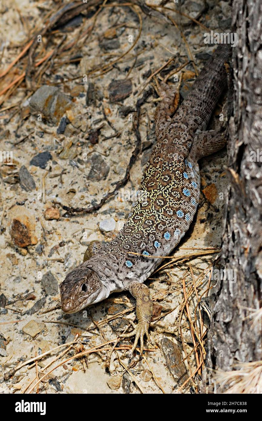 Reptiles in their natural environment Stock Photo - Alamy
