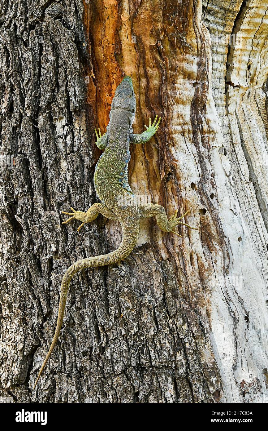 Reptiles in their natural environment Stock Photo - Alamy