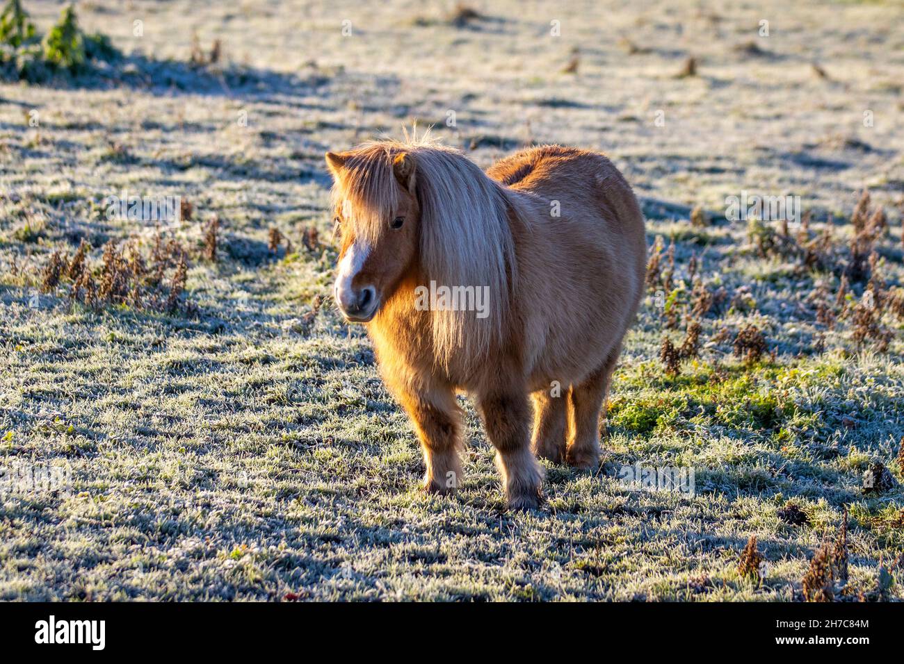 Scottish pony breed hi-res stock photography and images - Alamy