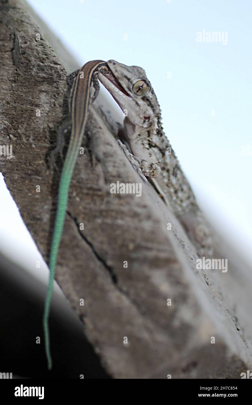 Reptiles in their natural environment Stock Photo - Alamy