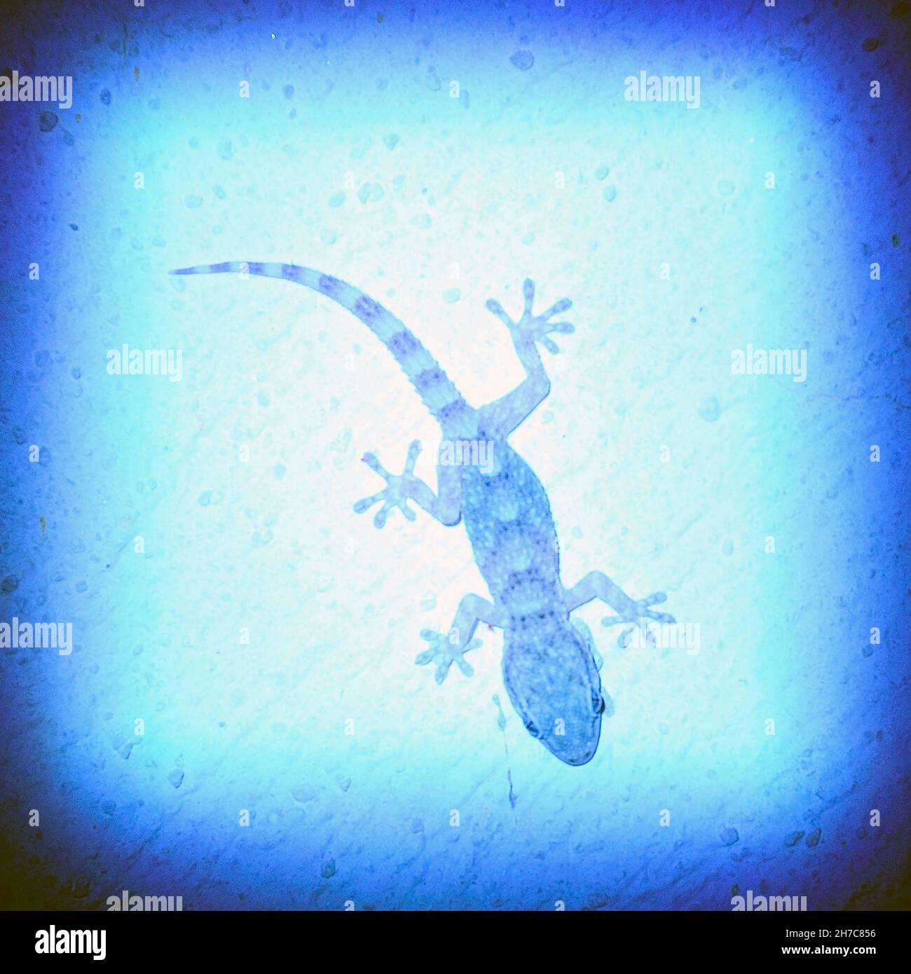 Reptiles in their natural environment Stock Photo - Alamy
