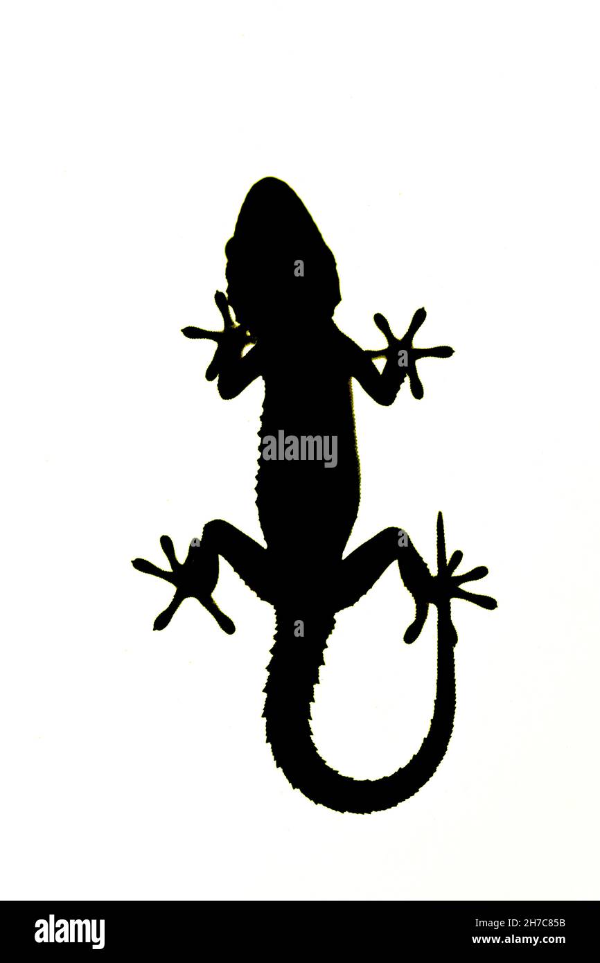 Desert reptiles Cut Out Stock Images & Pictures - Alamy