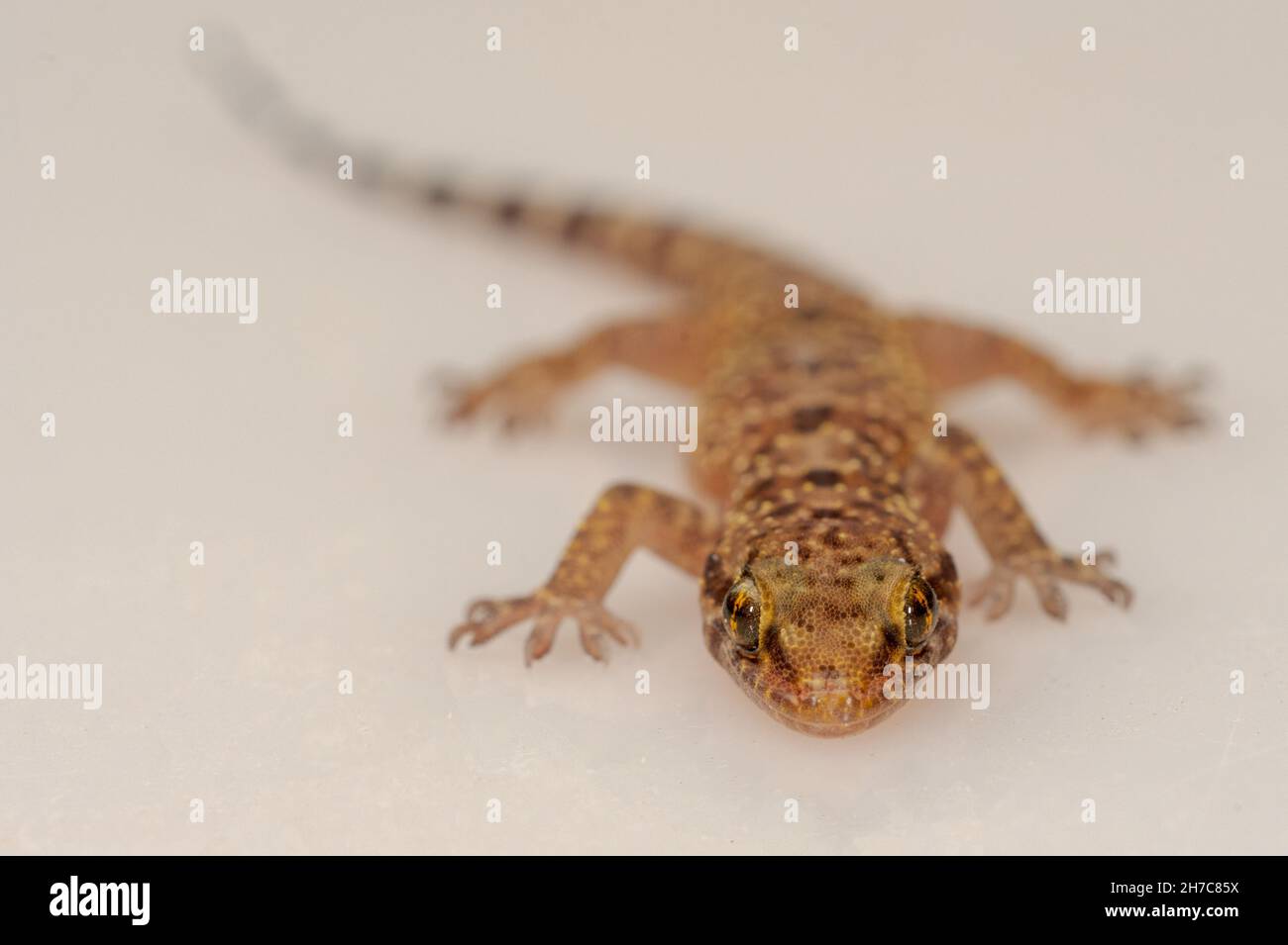 Reptiles in their natural environment Stock Photo - Alamy