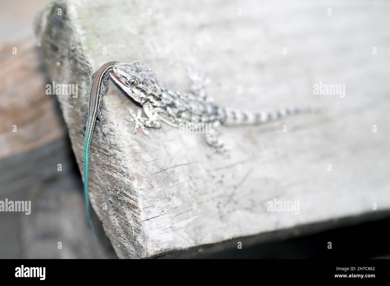Reptiles in their natural environment Stock Photo - Alamy