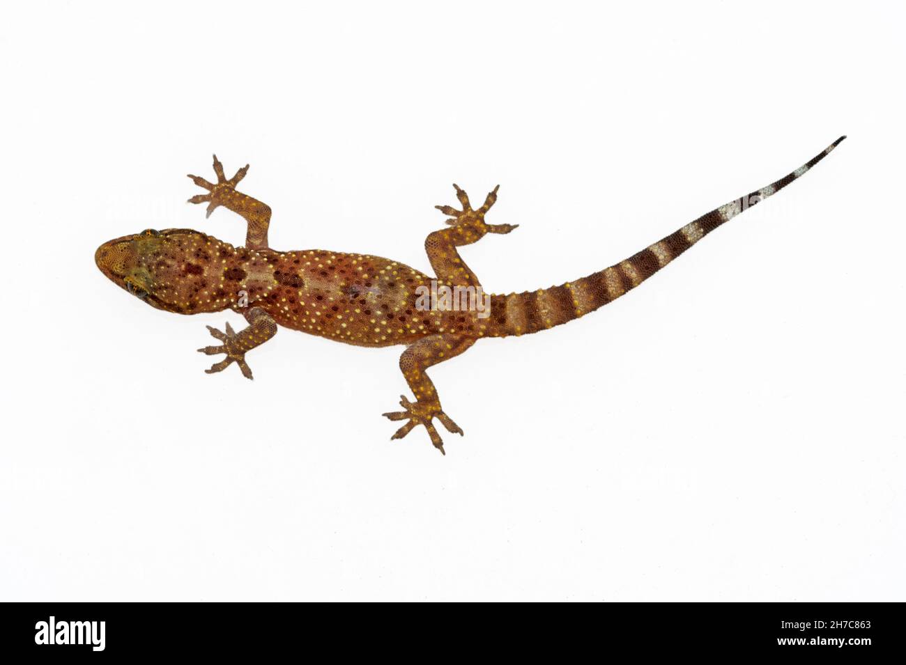 Reptiles Cut Out Stock Images & Pictures - Alamy